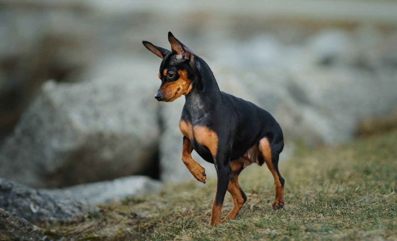 Zwergpinscher Steckbrief | Charakter, Pflege & Haltung