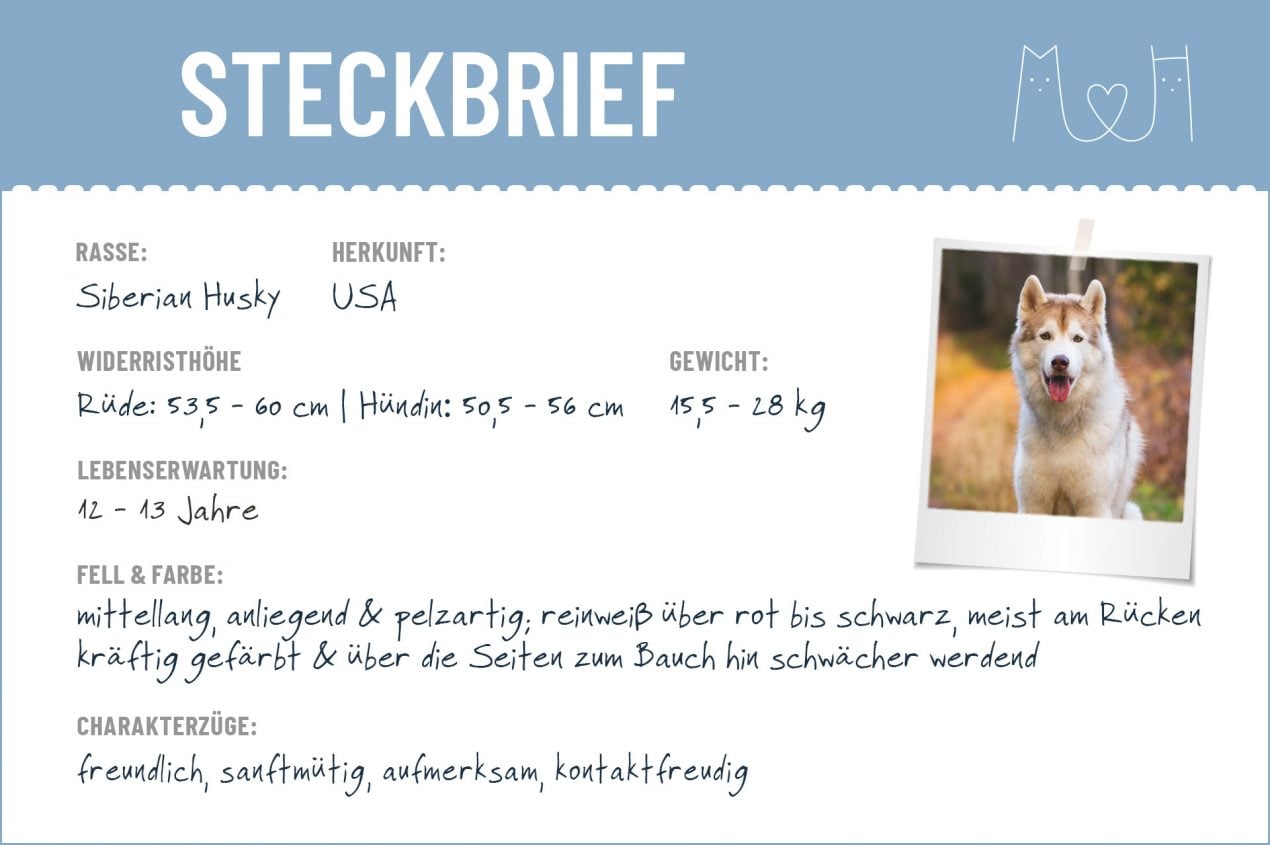 Siberian Husky Steckbrief | Charakter, Pflege & Haltung