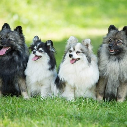 Hunderassen von A-Z mit Bildern | Mein Haustier