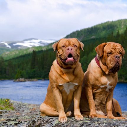 Hunderassen von A-Z mit Bildern | Mein Haustier