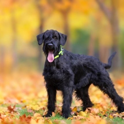 Beagle - Ein gefleckte Jagdhund im Portrait | Mein-Haustier.de
