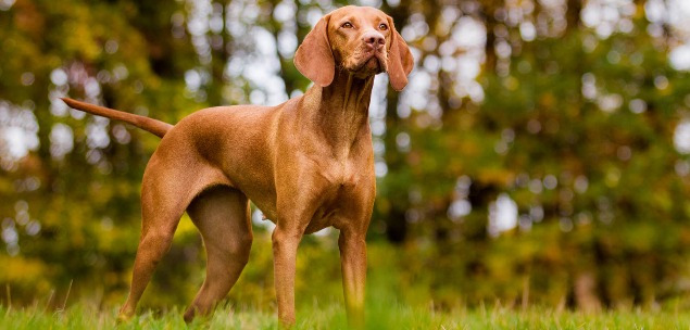 Magyar Vizsla Steckbrief | Charakter, Pflege & Haltung
