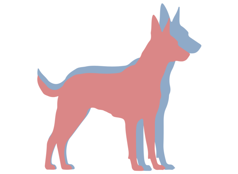 Malinois Steckbrief | Geschichte, Charakter & Haltung