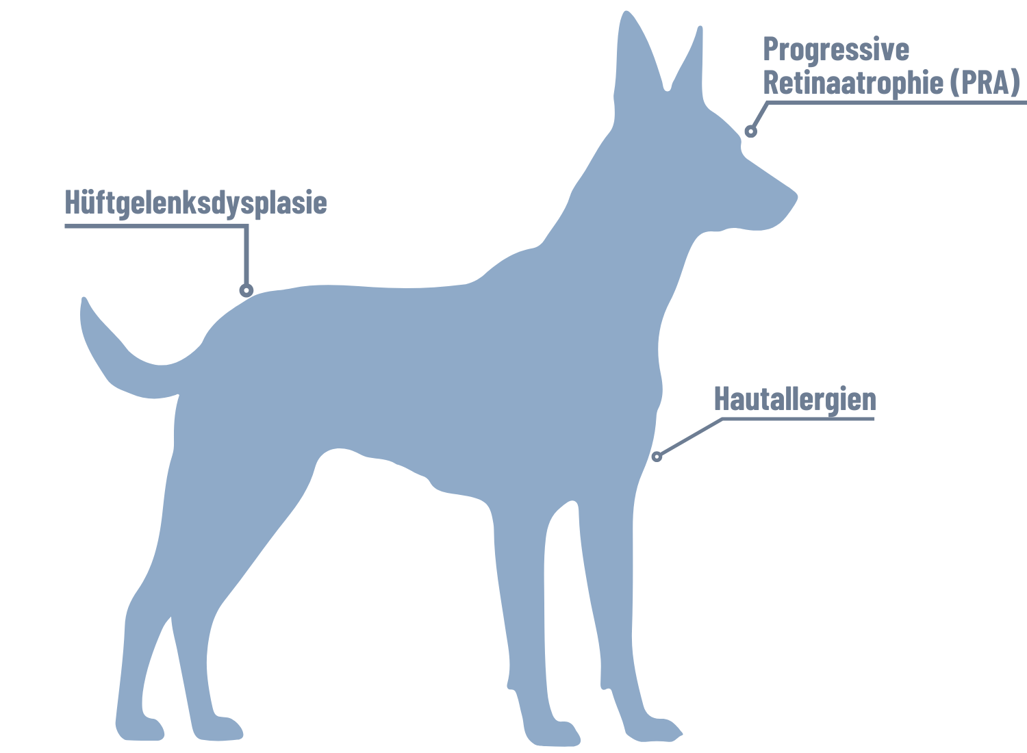Malinois Steckbrief | Geschichte, Charakter & Haltung