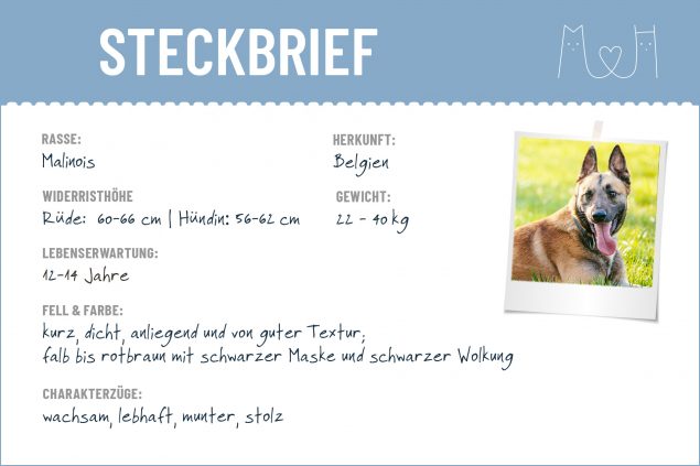 Malinois Steckbrief | Geschichte, Charakter & Haltung