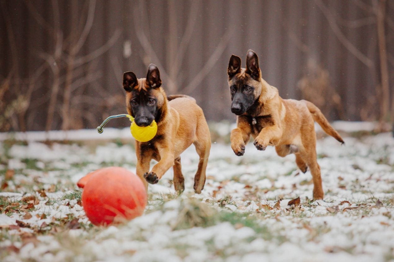 Malinois Steckbrief | Geschichte, Charakter & Haltung