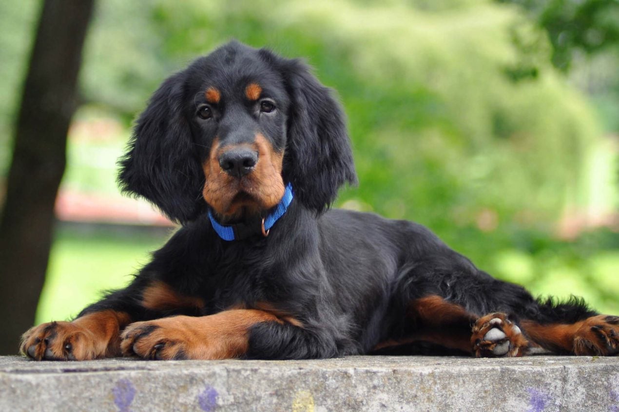 Gordon Setter Steckbrief | Geschichte, Charakter & Haltung
