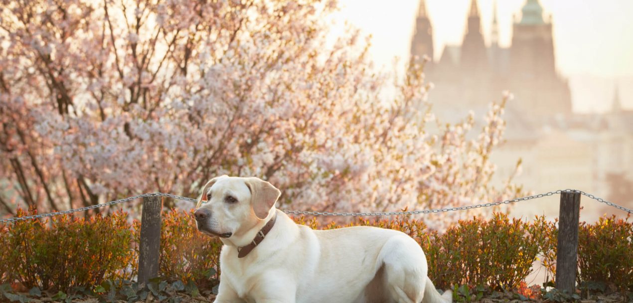 Tierisch gute Angebote | Mein Haustier