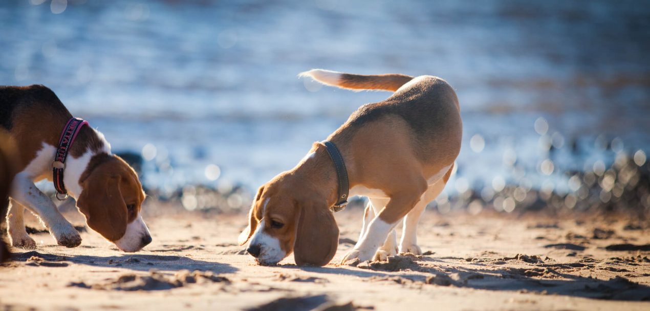 Tierisch gute Angebote | Mein Haustier