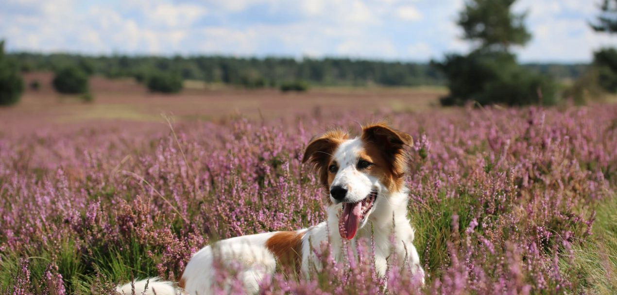 Tierisch gute Angebote | Mein Haustier