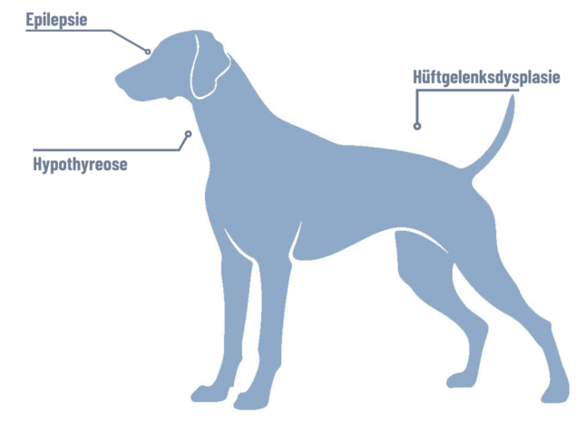 Weimaraner Steckbrief | Charakter, Wesen & Haltung