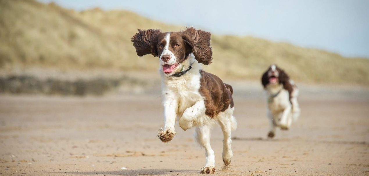 Tierisch gute Angebote | Mein Haustier