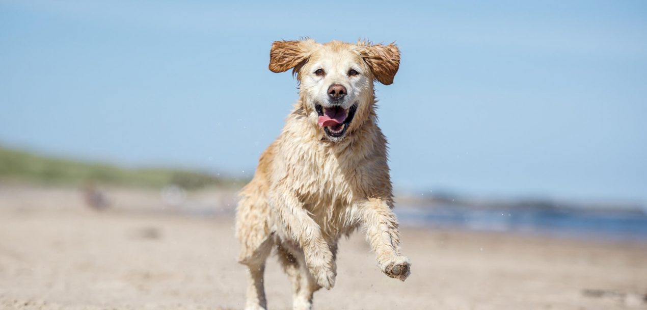 Tierisch gute Angebote | Mein Haustier