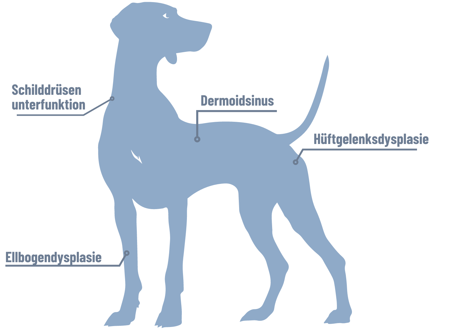 Rhodesian Ridgeback Steckbrief | Charakter, Wesen & Haltung