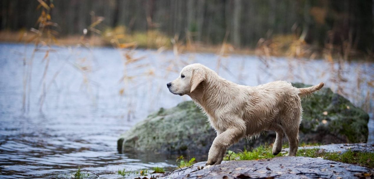 Tierisch gute Angebote | Mein Haustier