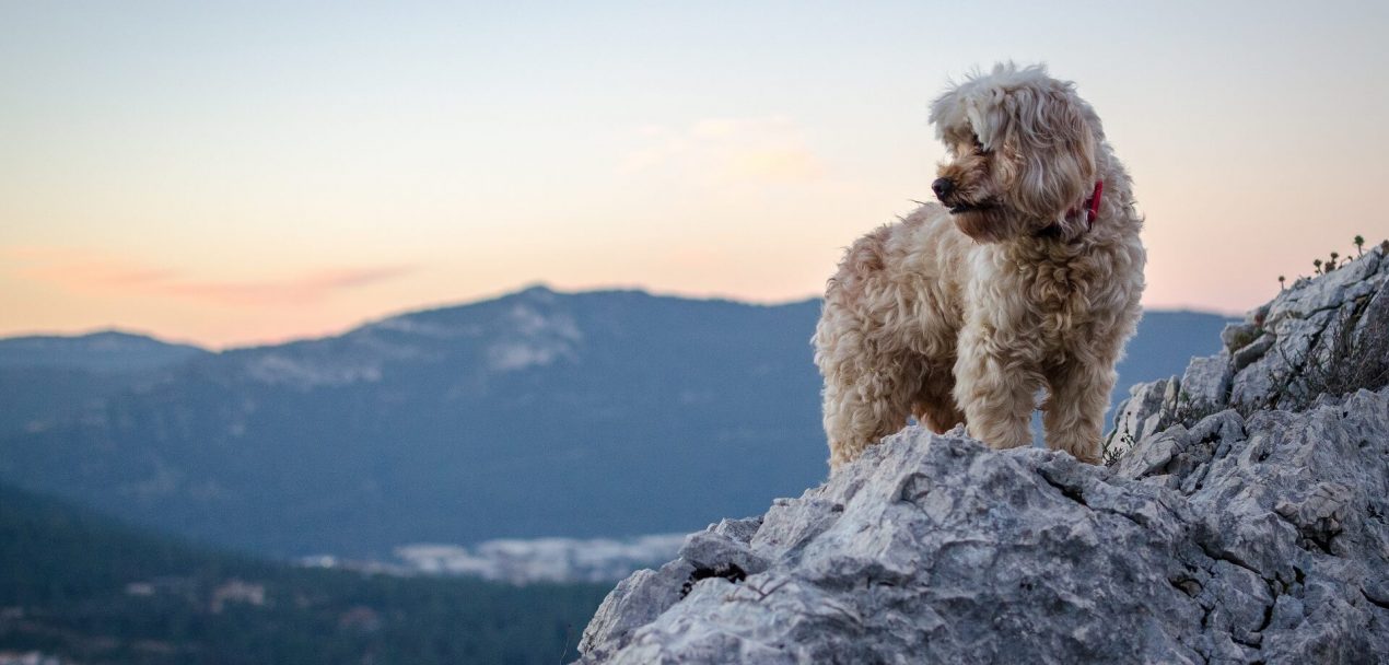 Tierisch gute Angebote | Mein Haustier