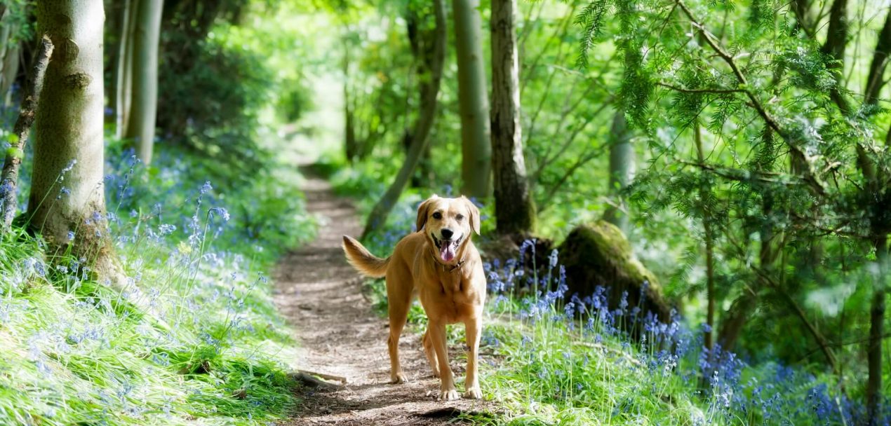 Tierisch gute Angebote | Mein Haustier