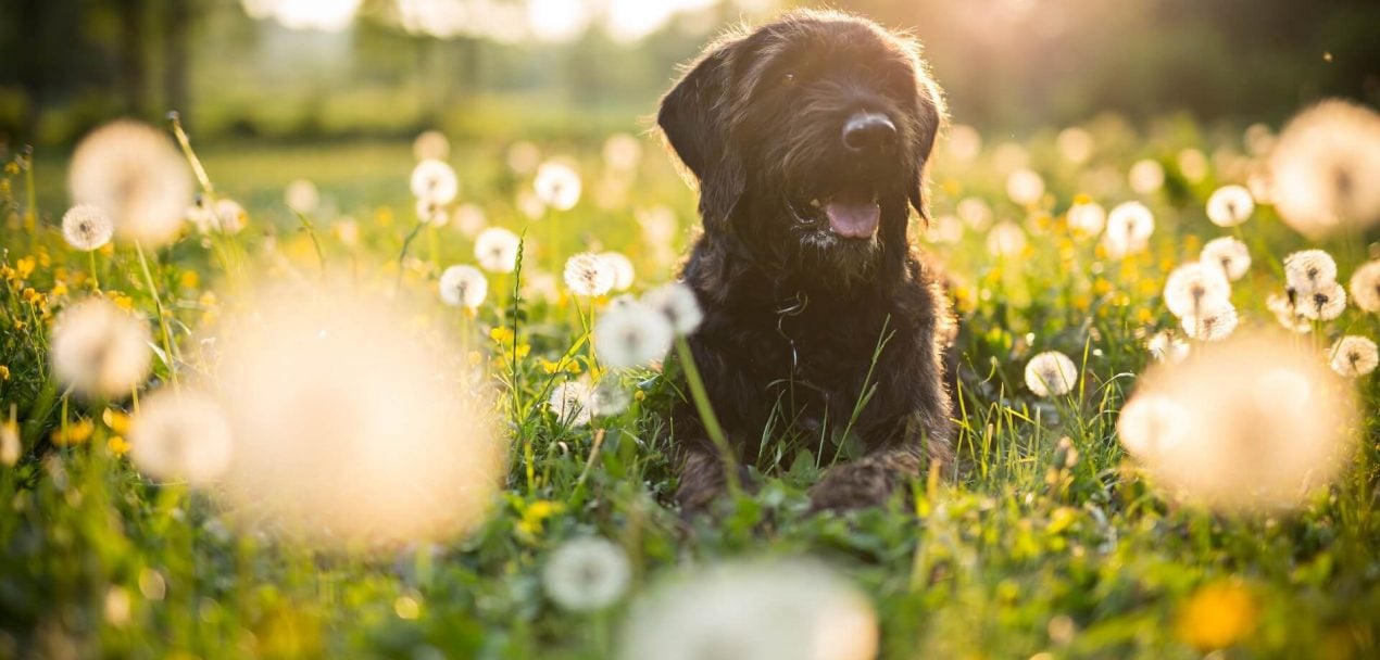 Tierisch gute Angebote | Mein Haustier