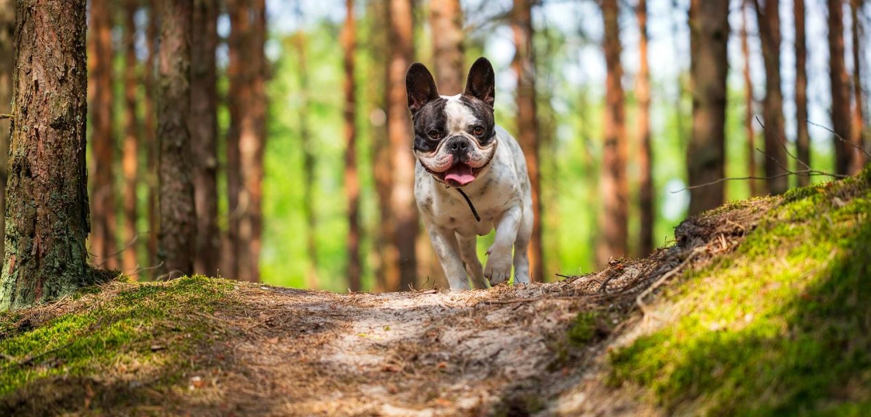 Tierisch gute Angebote | Mein Haustier
