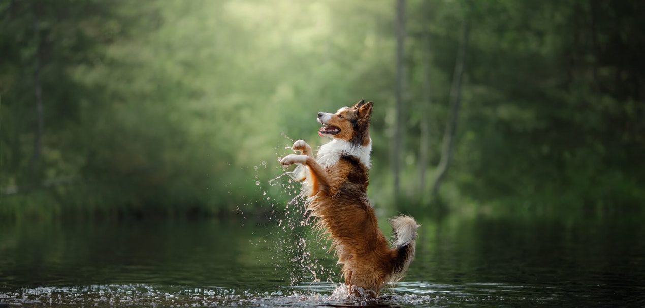 Tierisch gute Angebote | Mein Haustier