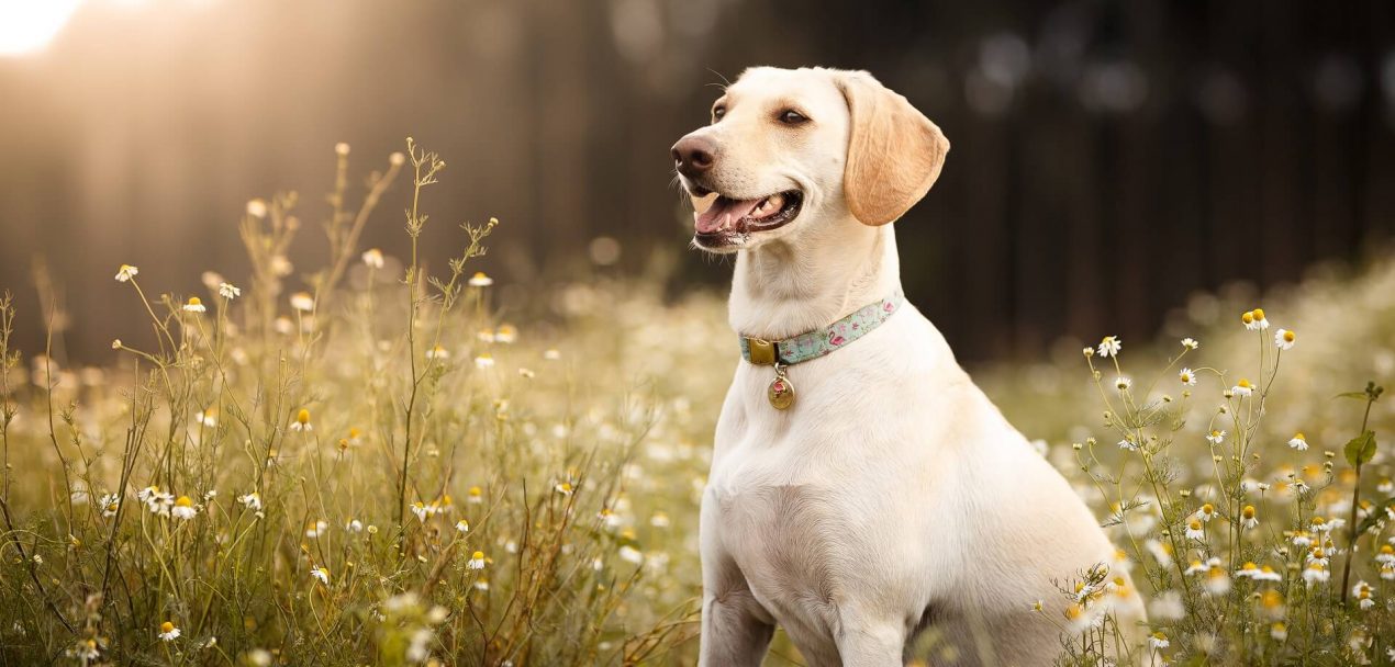Tierisch gute Angebote | Mein Haustier