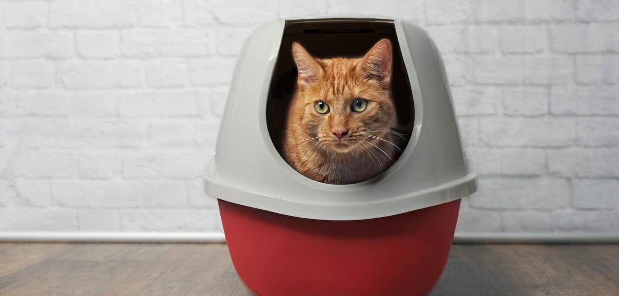 Tierisch gute Angebote | Mein Haustier