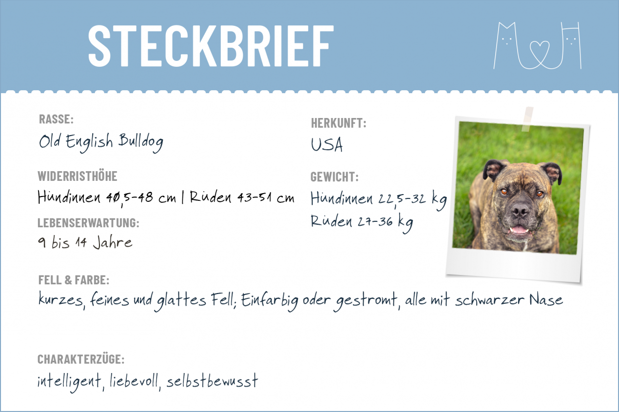 Old Englisch Bulldog | Geschichte, Wesen & Haltung