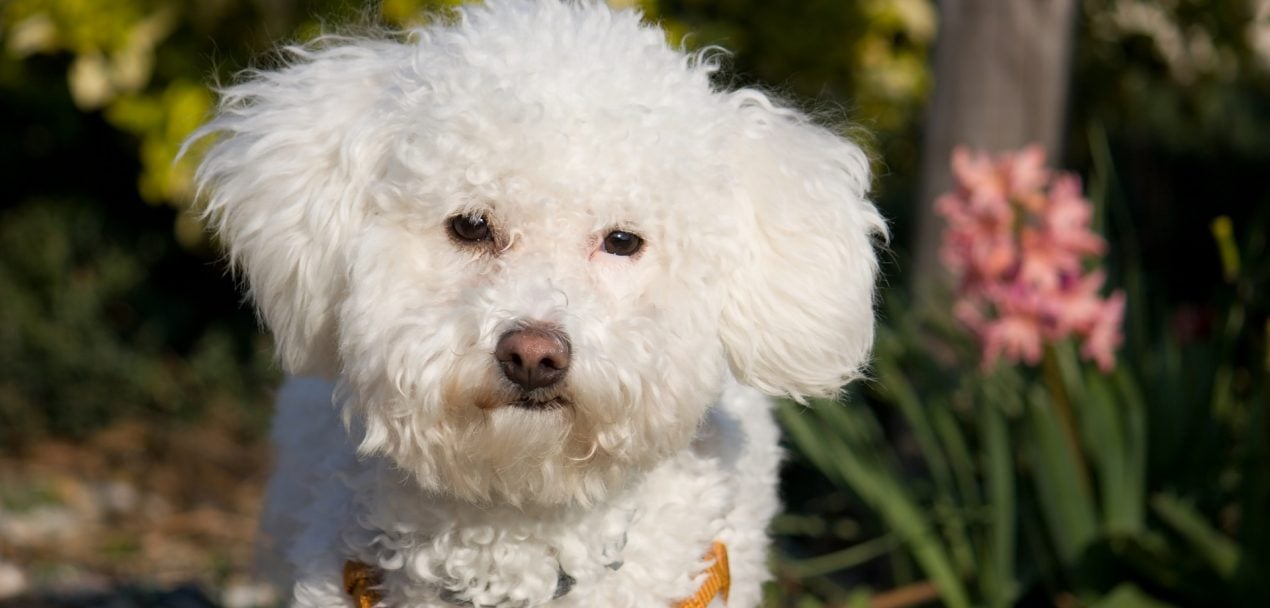 Bologneser Steckbrief | Geschichte, Wesen und Haltung