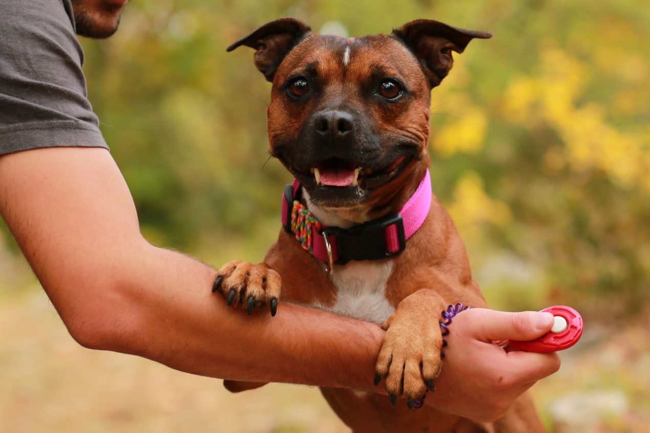 Dem Hund das Anspringen abgewöhnen - So klappt es am schnellsten