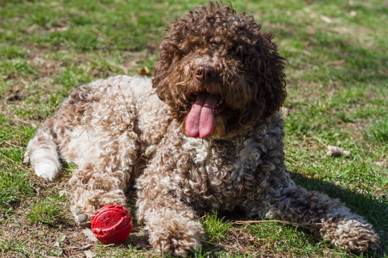 Lagotto Romagnolo Steckbrief | Charakter, Pflege & Haltung