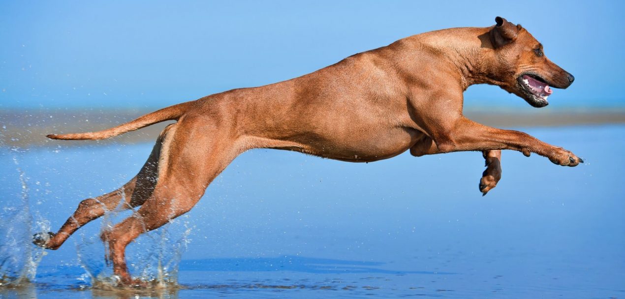 Muskelaufbau beim Hund - So geht ihr am besten vor