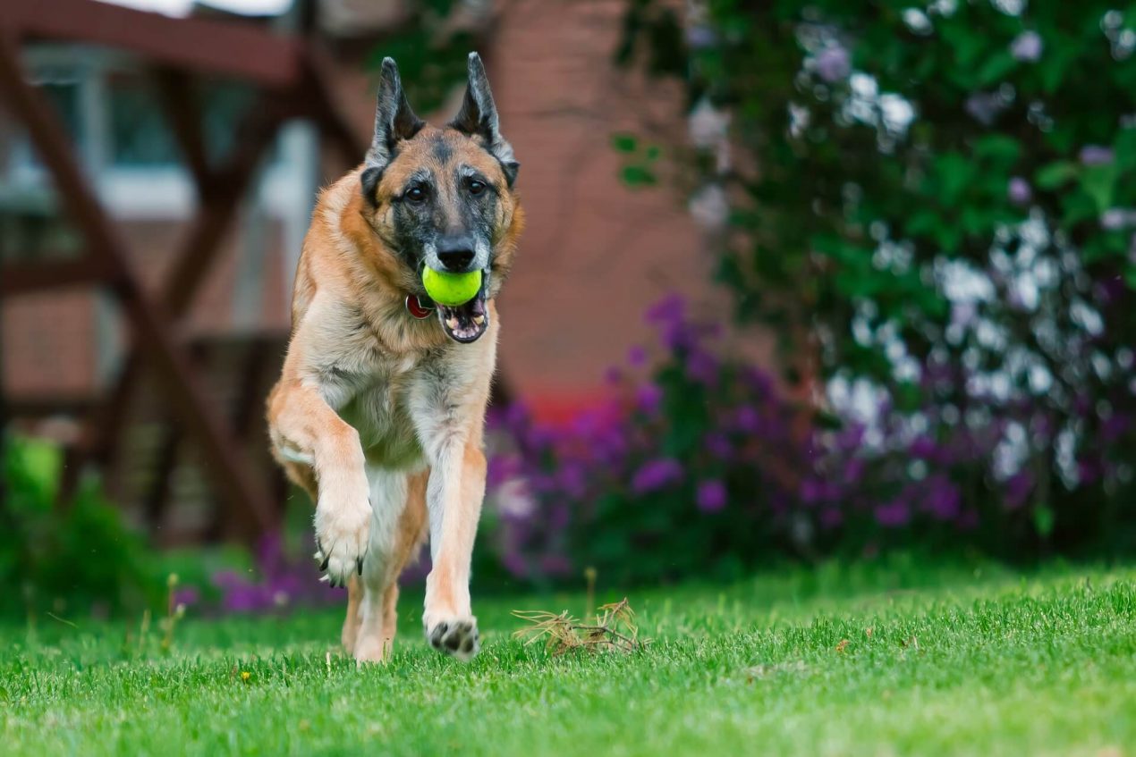 Muskelaufbau beim Hund - So geht ihr am besten vor