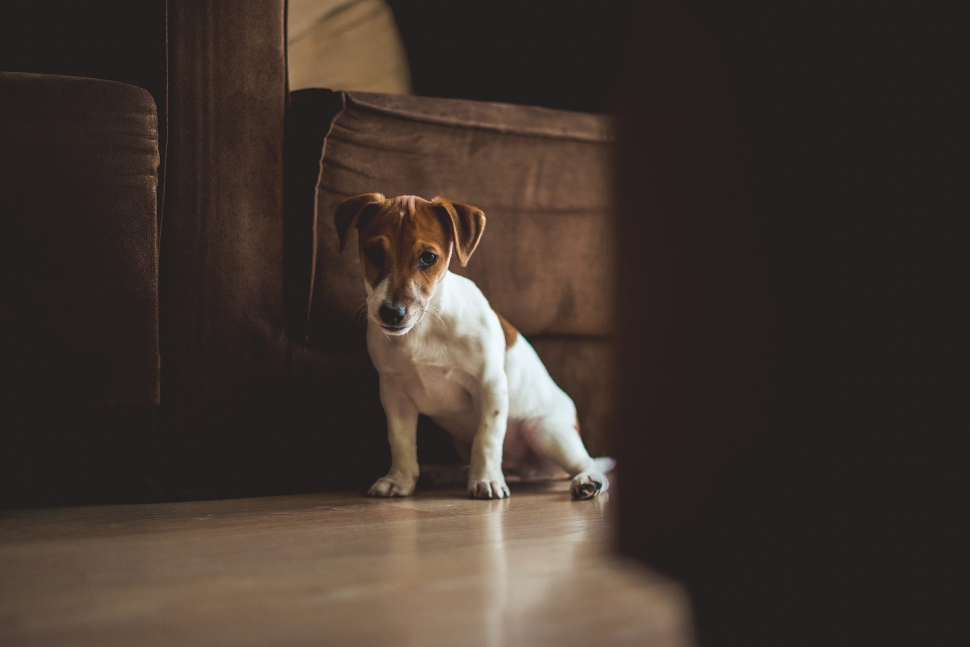 Ängstlicher Hund: Das könnt ihr gegen die Angst unternehmen!