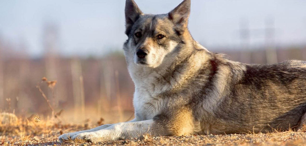 Laika Steckbrief | Geschichte, Charakter & Haltung