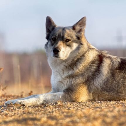 Hunderassen von A-Z mit Bildern | Mein Haustier