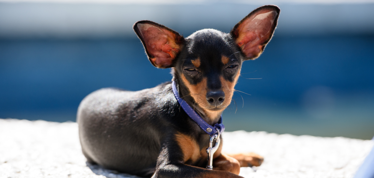 Prager Rattler Steckbrief | Geschichte, Charakter & Haltung