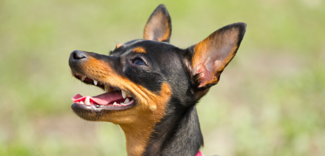 Prager Rattler Steckbrief | Geschichte, Charakter & Haltung