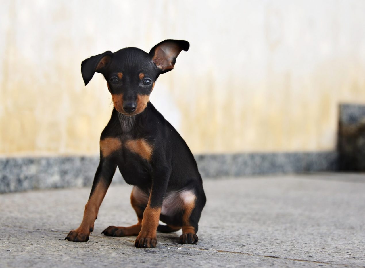 Prager Rattler Steckbrief | Geschichte, Charakter & Haltung