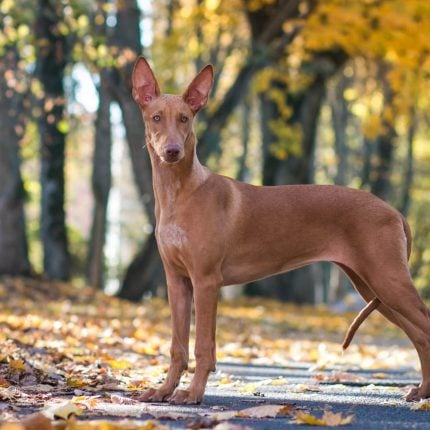 Hunderassen von A-Z mit Bildern | Mein Haustier