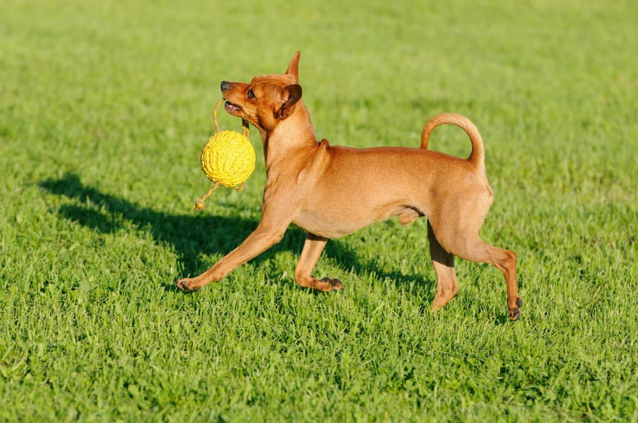 Prager Rattler Steckbrief | Geschichte, Charakter & Haltung