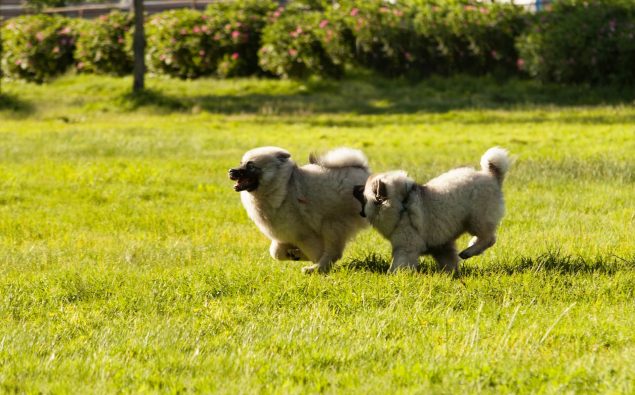 Wolfsspitz Steckbrief | Geschichte, Charakter & Haltung
