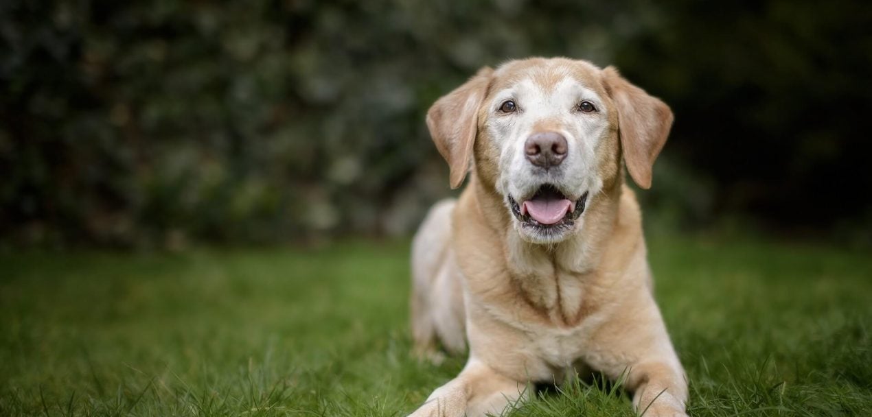 Labrador Retriever Steckbrief | Charakter, Wesen & Haltung