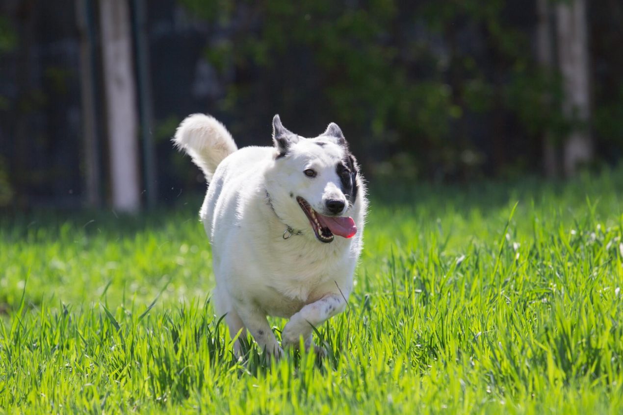 Übergewicht Hund - Symptome erkennen und behandeln