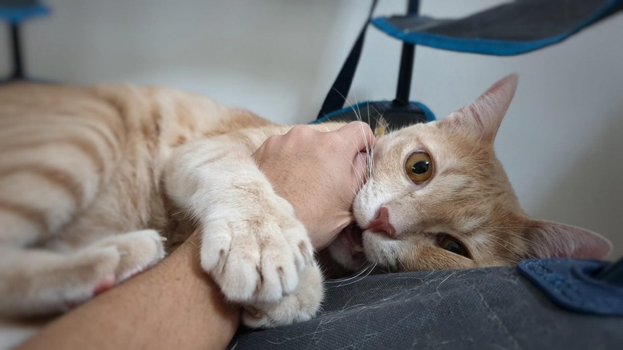 Was tun bei einem Katzenbiss? So solltet ihr am besten reagieren!