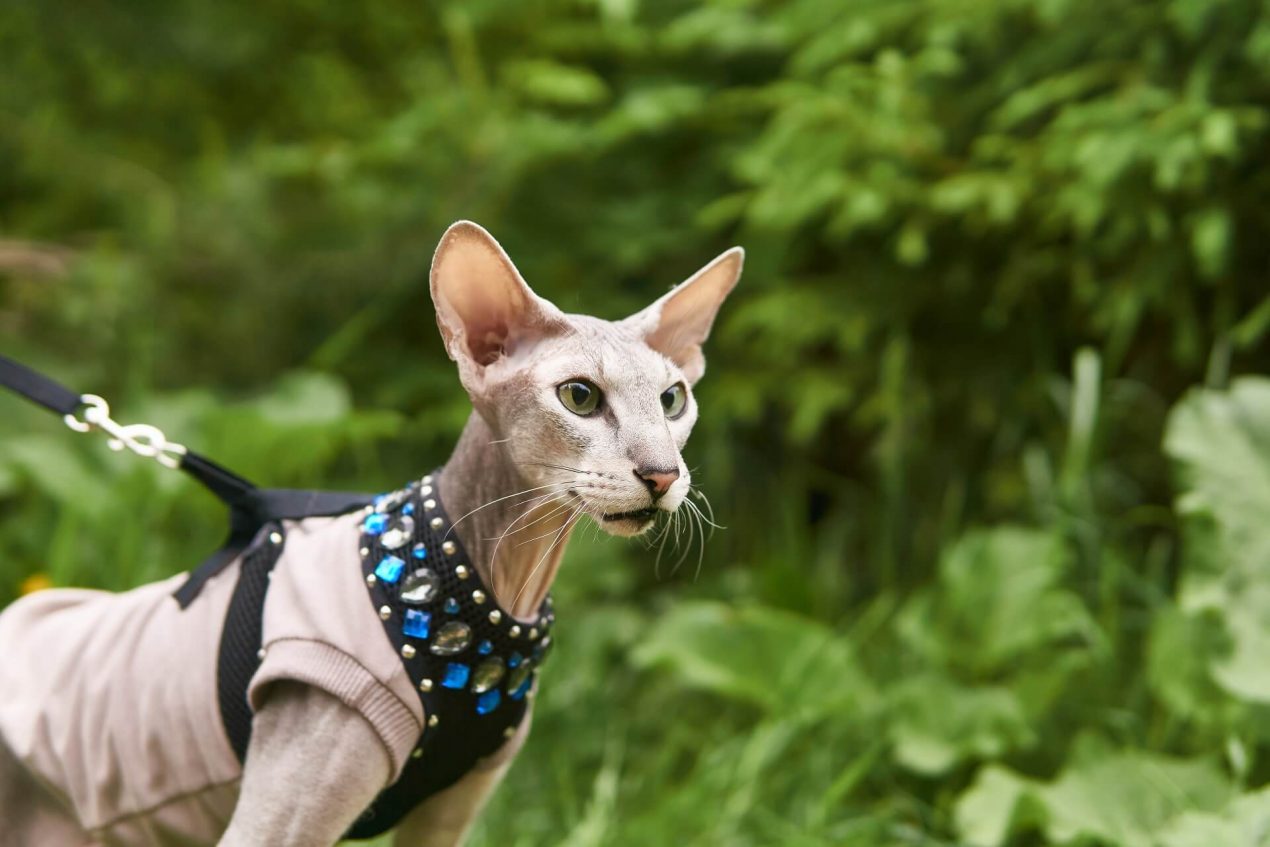 Peterbald | Geschichte, Wesen & Haltung