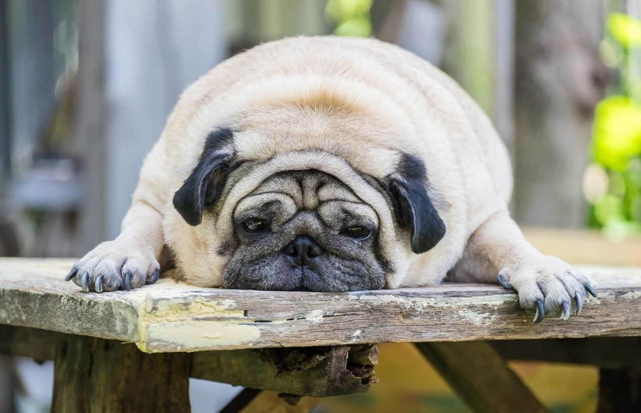 Übergewicht Hund - Symptome erkennen und behandeln