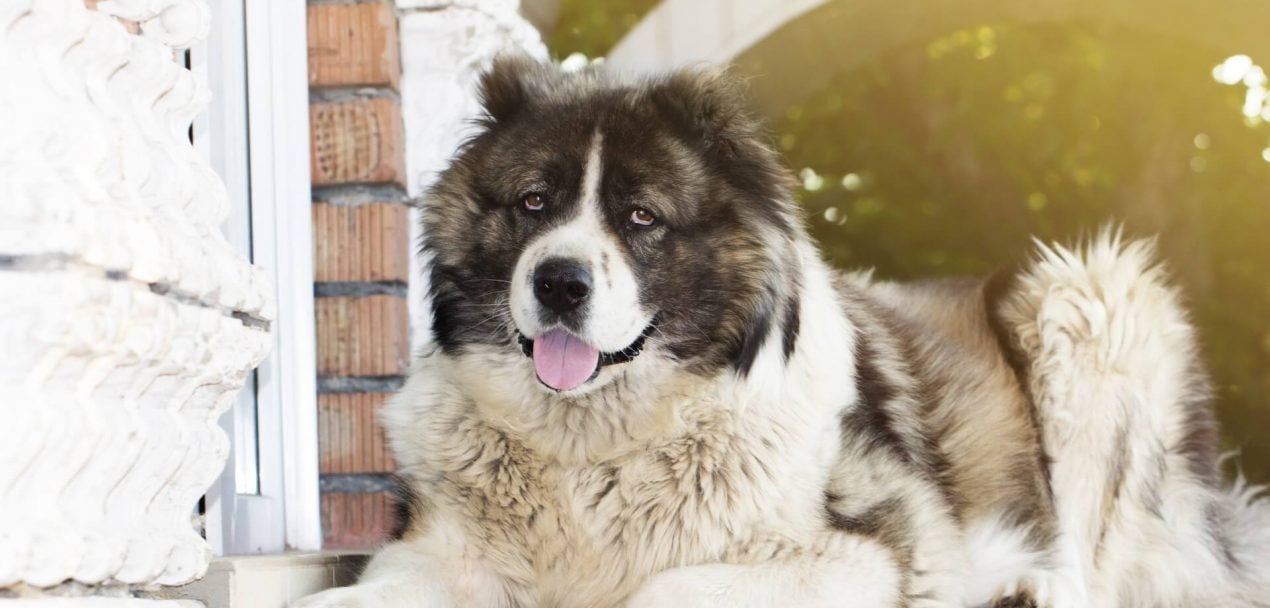 Kaukasischer Owtscharka | Charakter, Pflege & Haltung