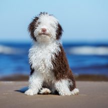 Tierisch gute Angebote | Mein Haustier