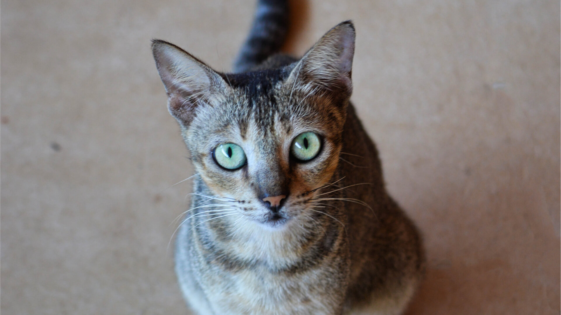 Ceylon Katze | Geschichte, Wesen & Haltung