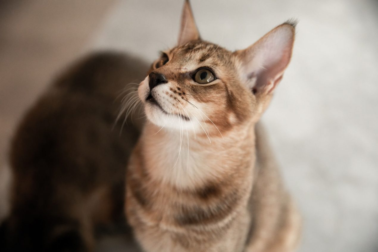 Die Top 7 Große Katzenrassen - Tipps, Pflege und Auswahl